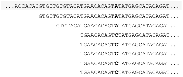 Biopython Course | Bioinformatics Python Certification